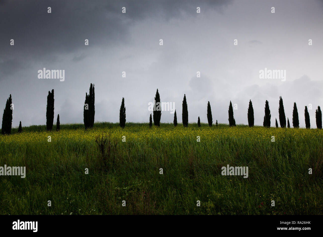 Iconic tuscan trees hi-res stock photography and images - Alamy