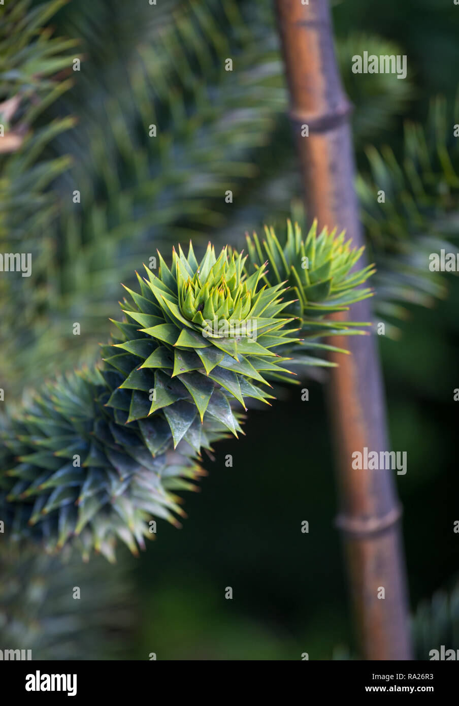 Araucaria araucana called the monkey puzzle tree, monkey tail tree, has ...