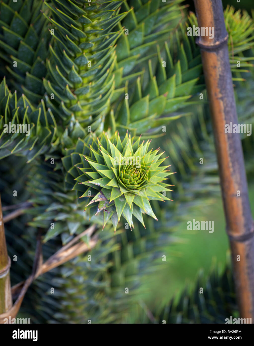 Araucaria araucana called the monkey puzzle tree, monkey tail tree, has ...