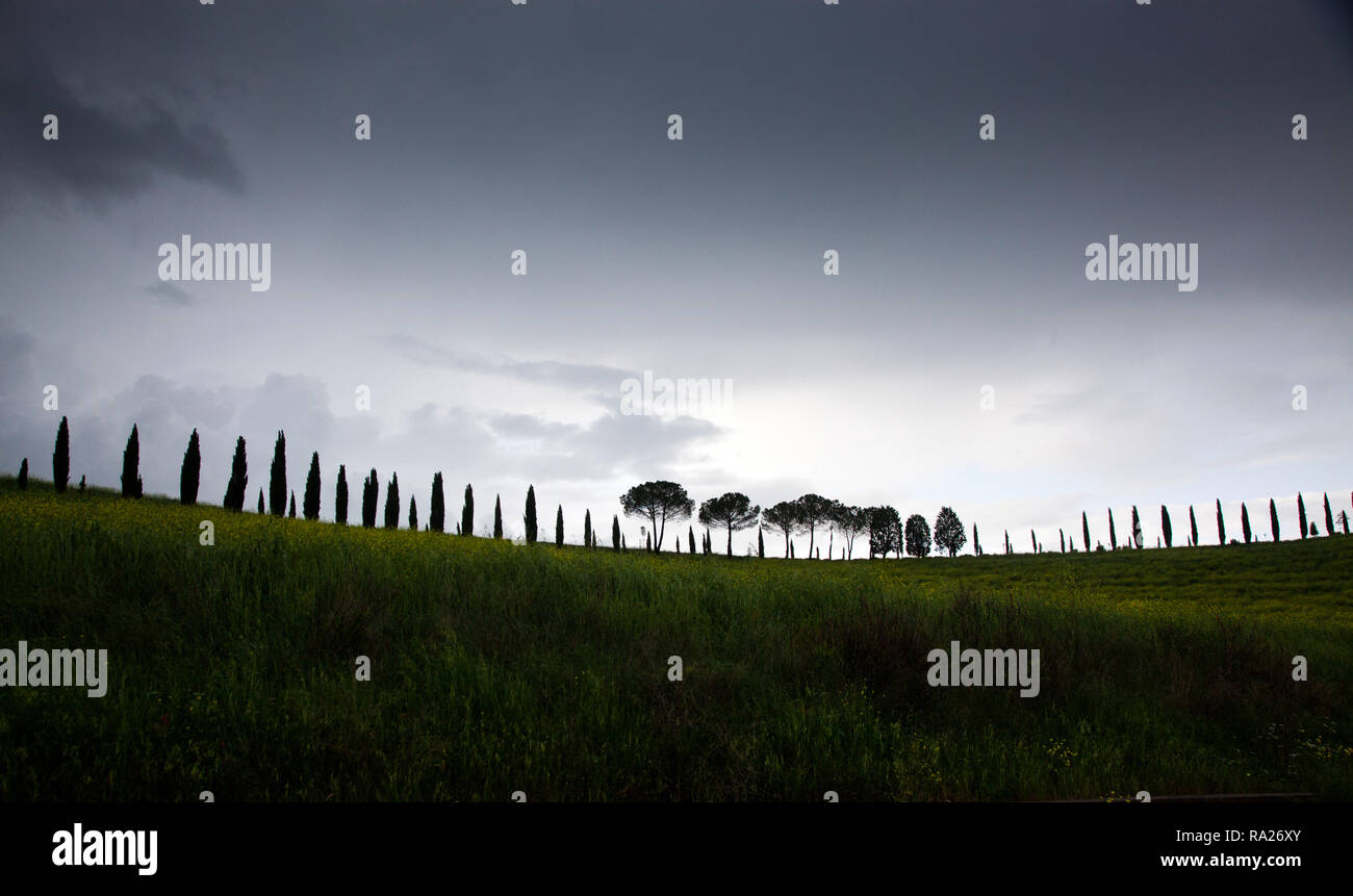 row of cypress trees at sunset - iconic tuscan landscape Stock Photo ...