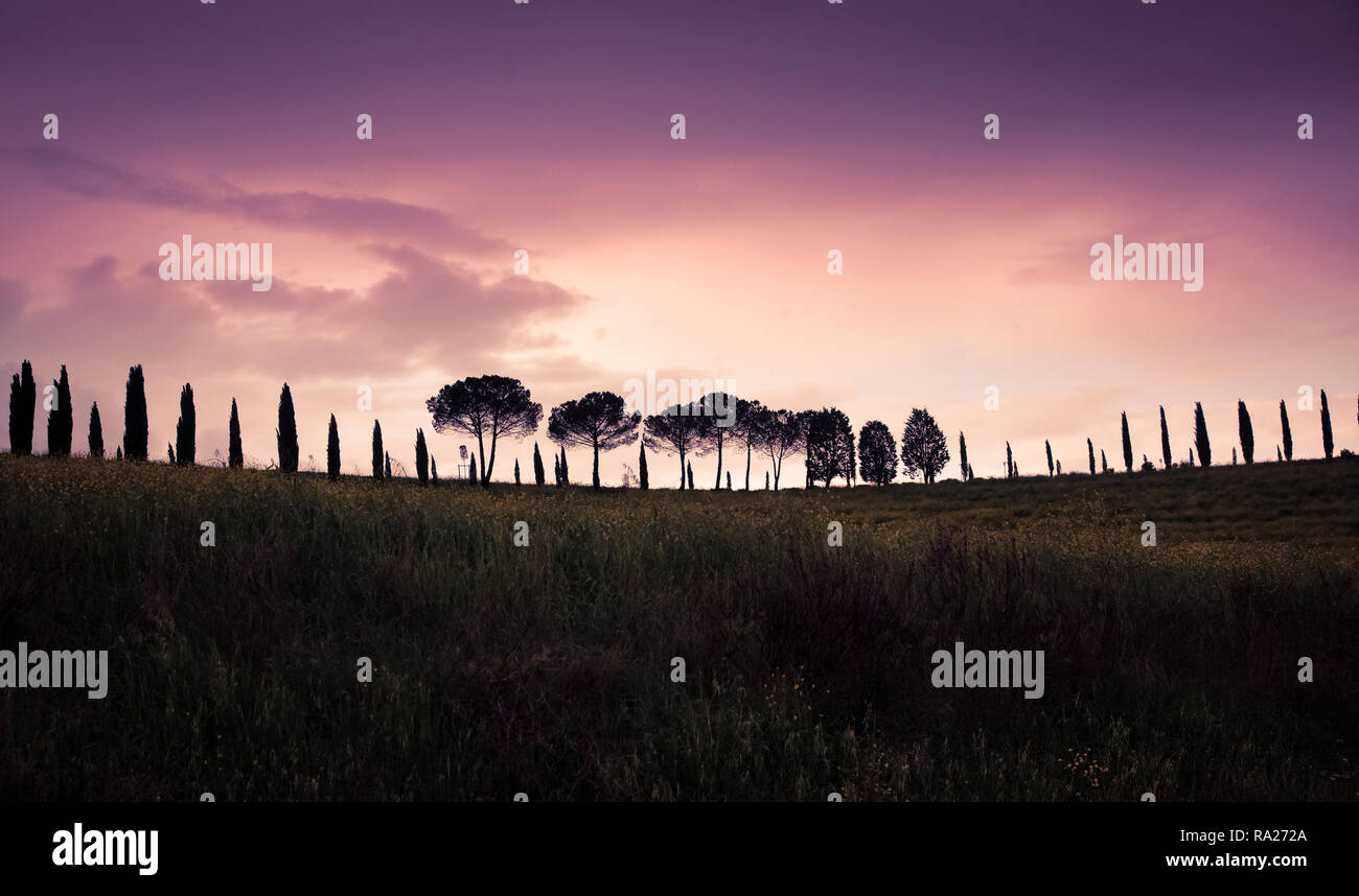 Iconic tuscan trees hi-res stock photography and images - Alamy