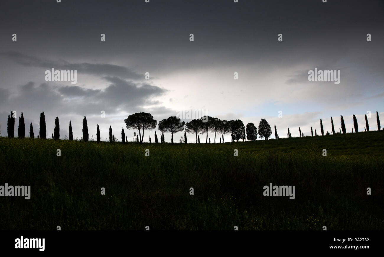row of cypress trees at sunset - iconic tuscan landscape Stock Photo ...