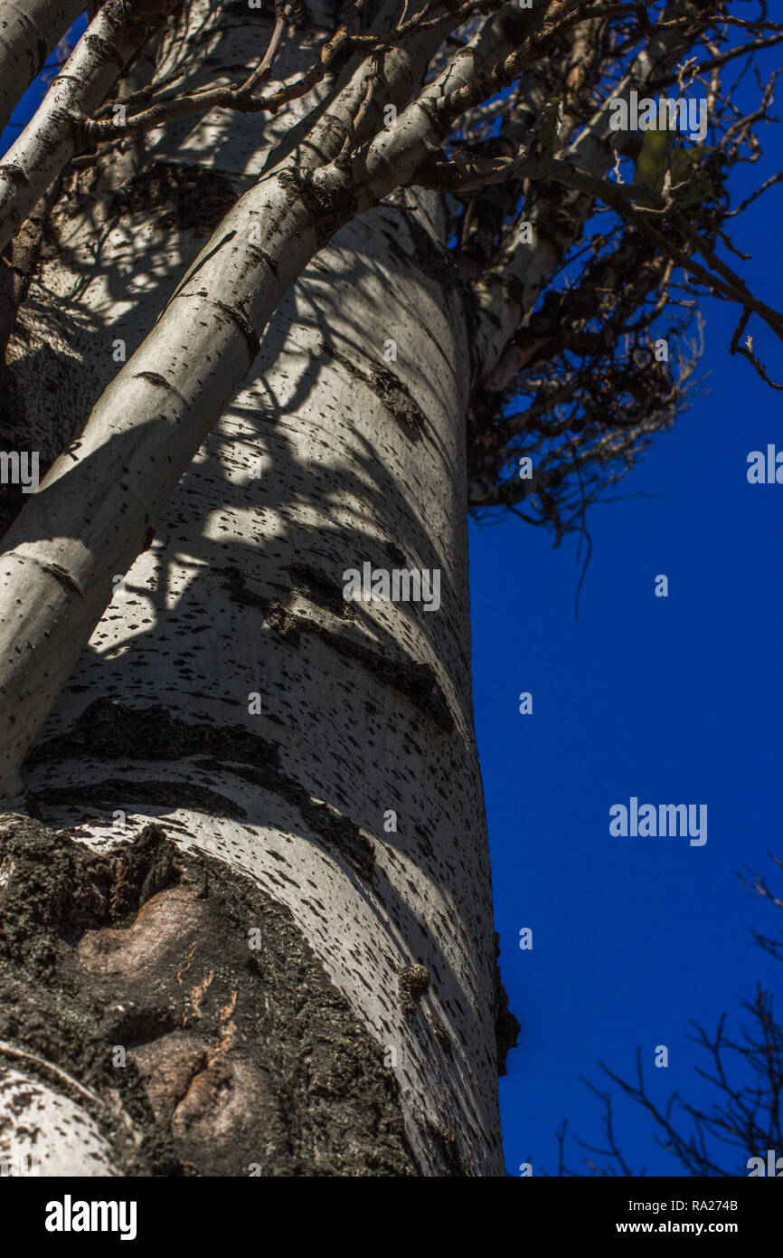 Populus tremula commonly called aspen tree, European aspen or quaking ...