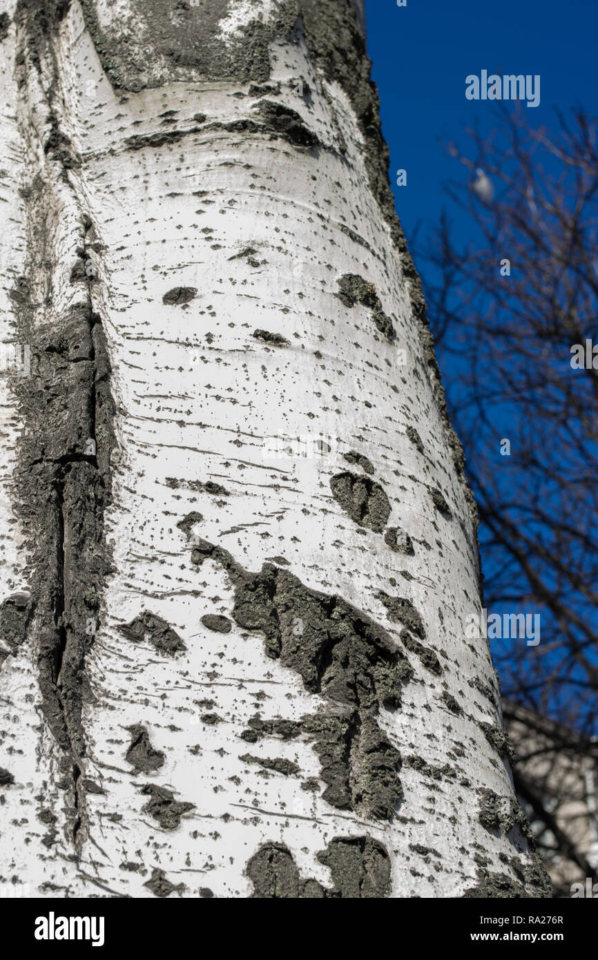 Populus tremula commonly called aspen tree, European aspen or quaking ...