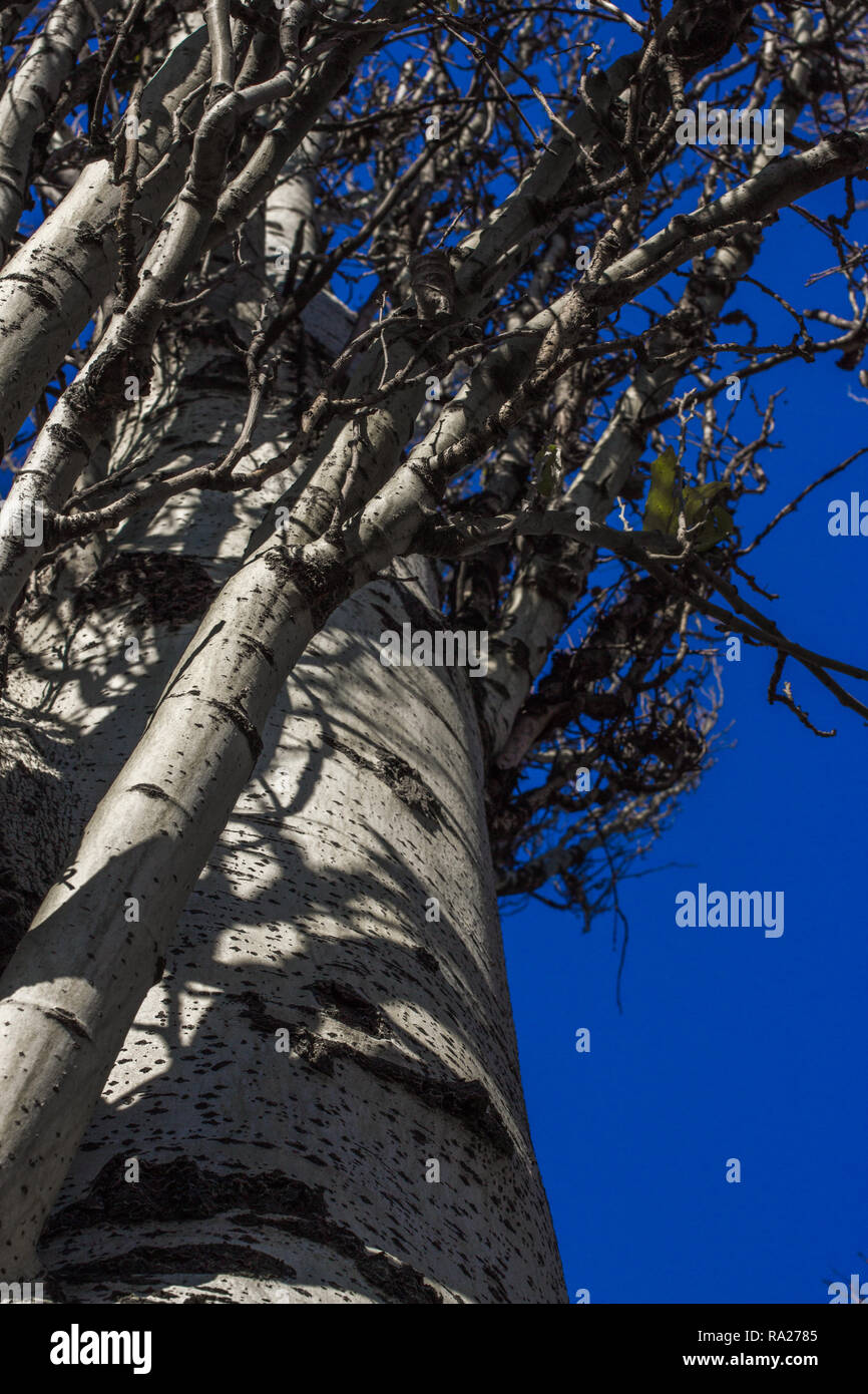 Populus tremula commonly called aspen tree, European aspen or quaking ...