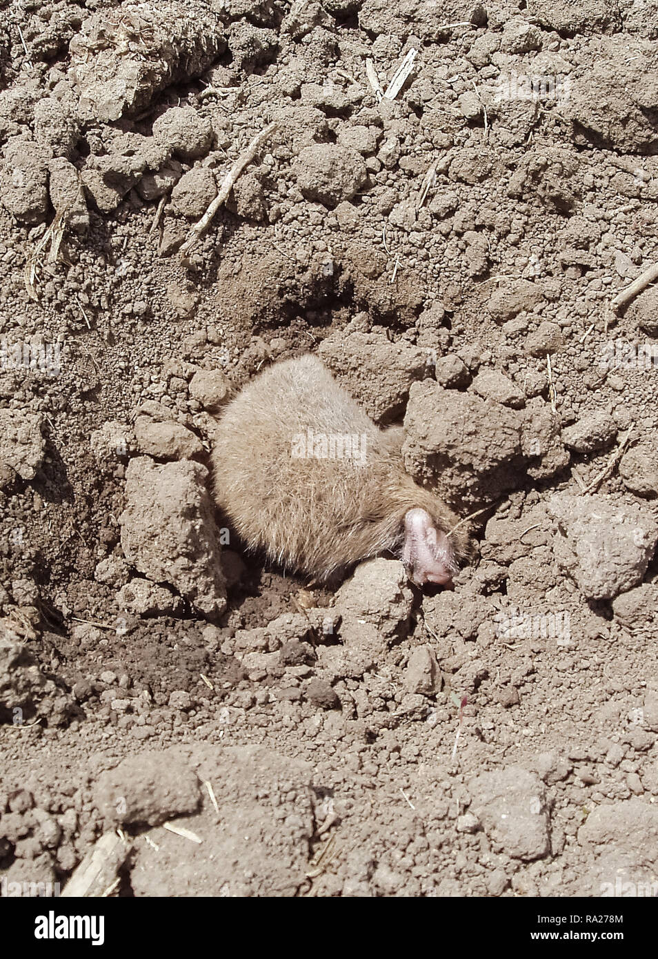 Common mole rat, underground rodent, agricultural underground pest ...