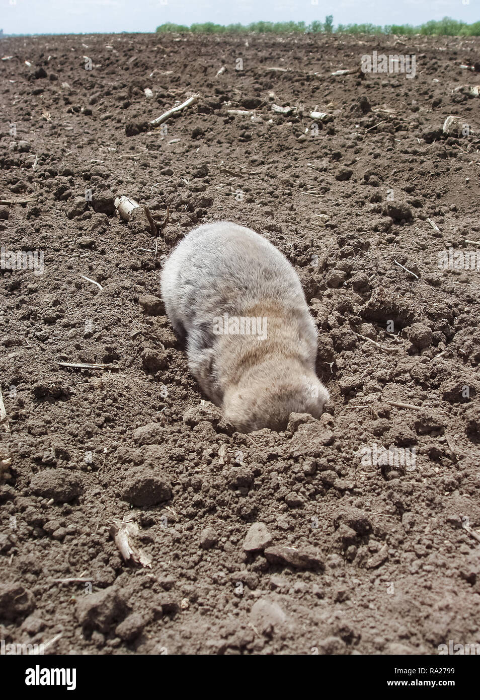 Common mole rat, underground rodent, agricultural underground pest ...