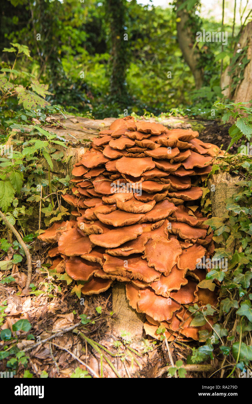 Large mass of Honey Fungus growing on a rotting tree trunk Stock Photo ...