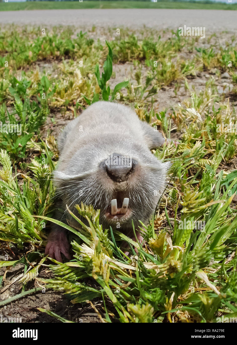 Common mole rat, underground rodent, agricultural underground pest ...