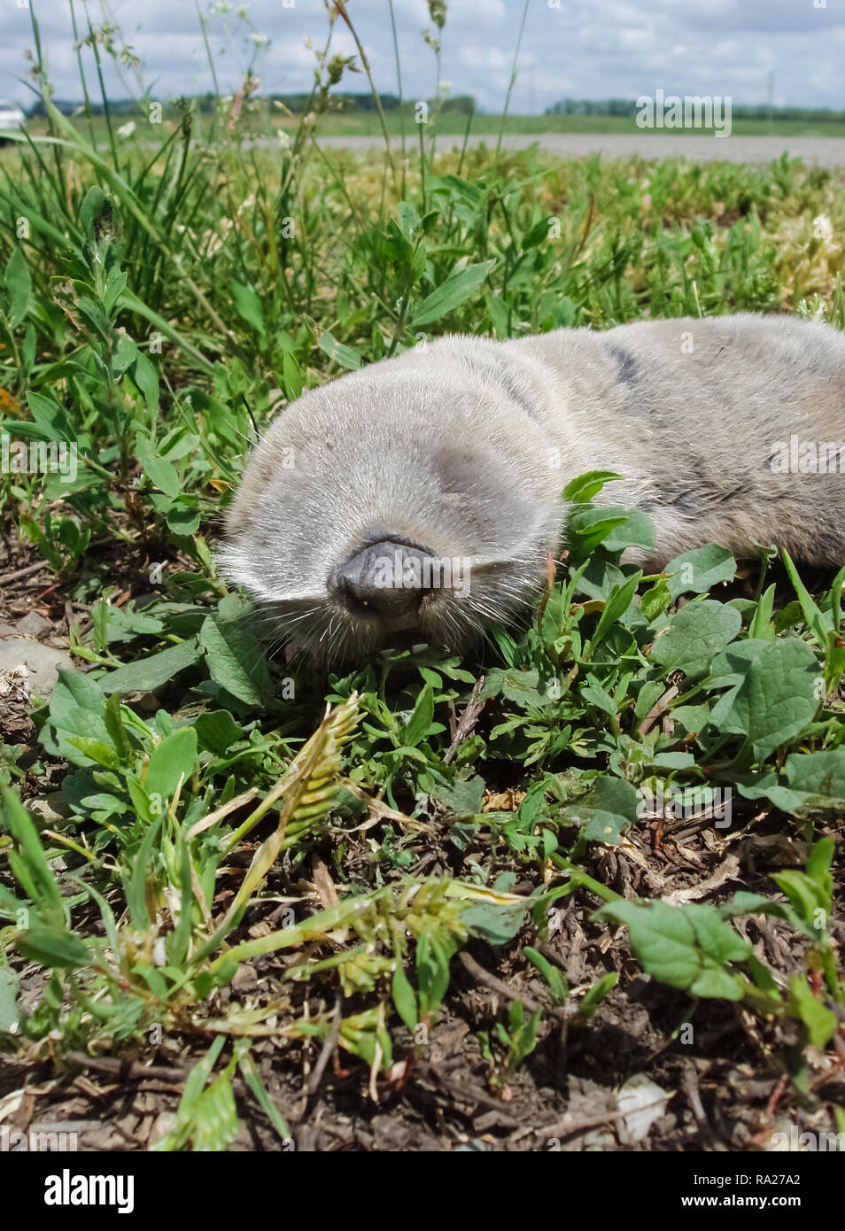 Common mole rat, underground rodent, agricultural underground pest ...