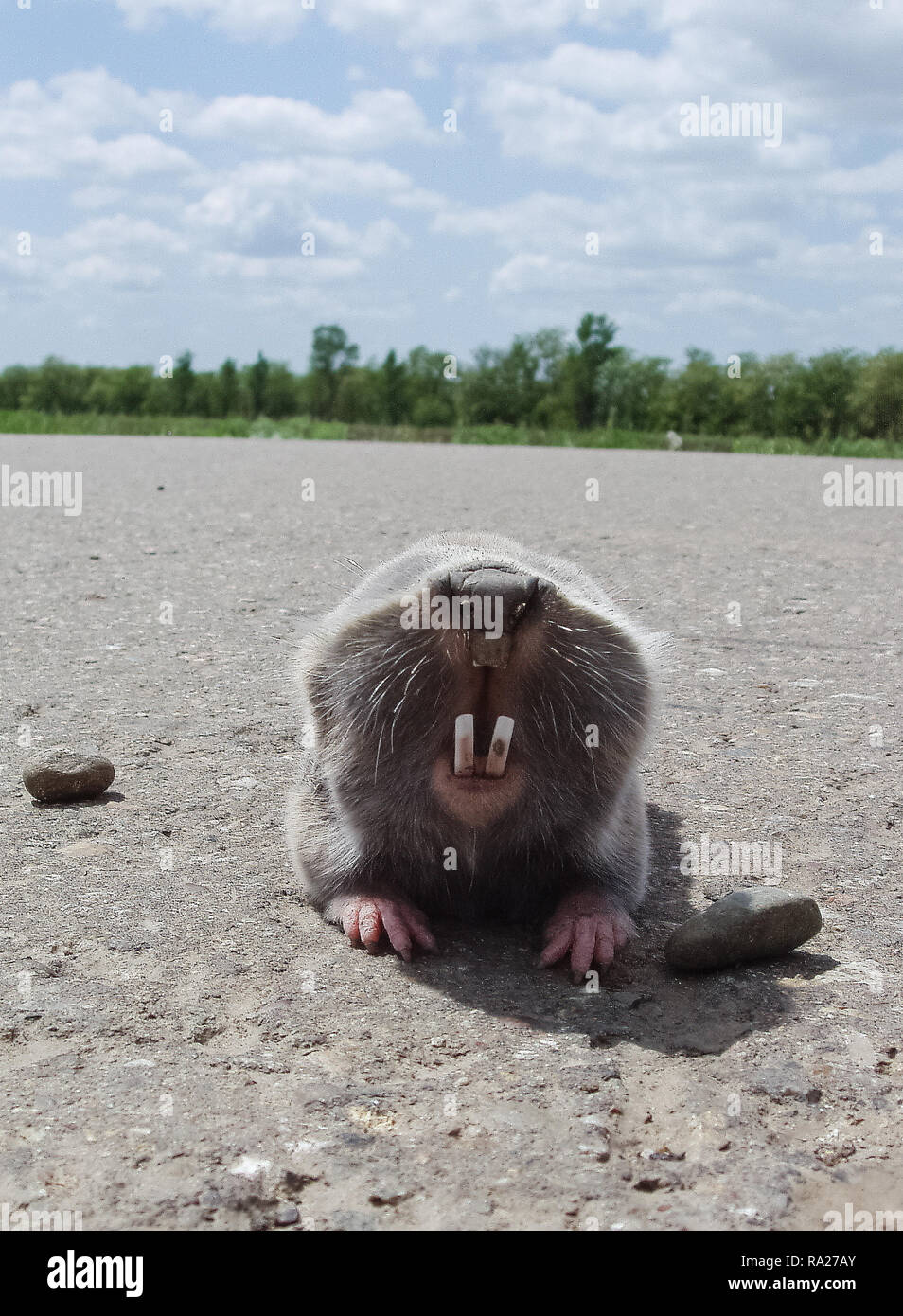 Common mole rat, underground rodent, agricultural underground pest ...