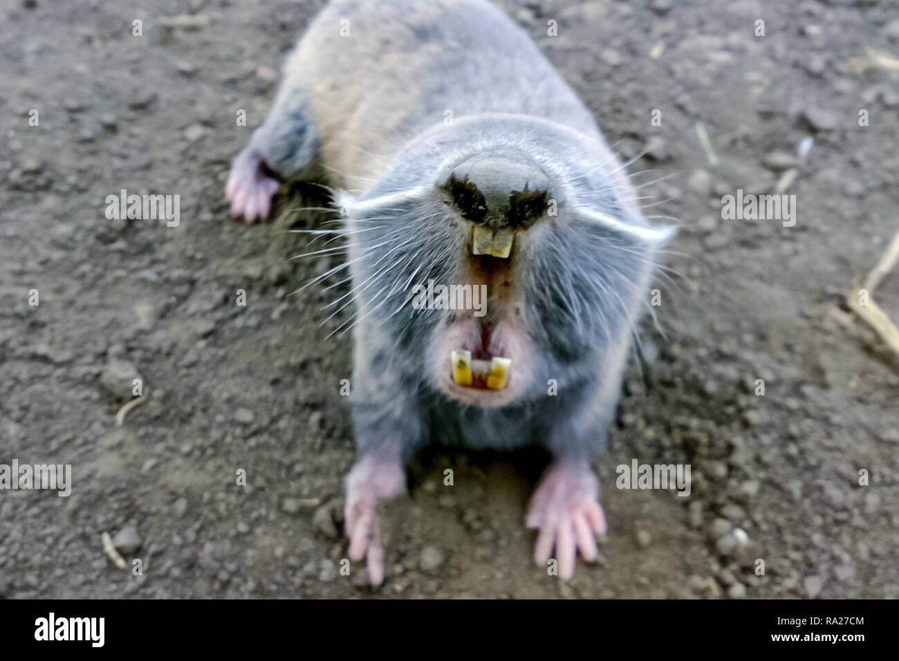 Rat teeth european hi-res stock photography and images - Alamy