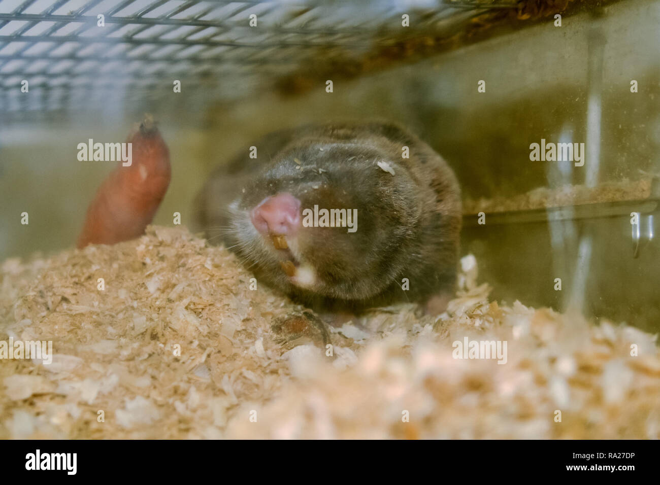 Common mole rat, underground rodent, agricultural underground pest ...