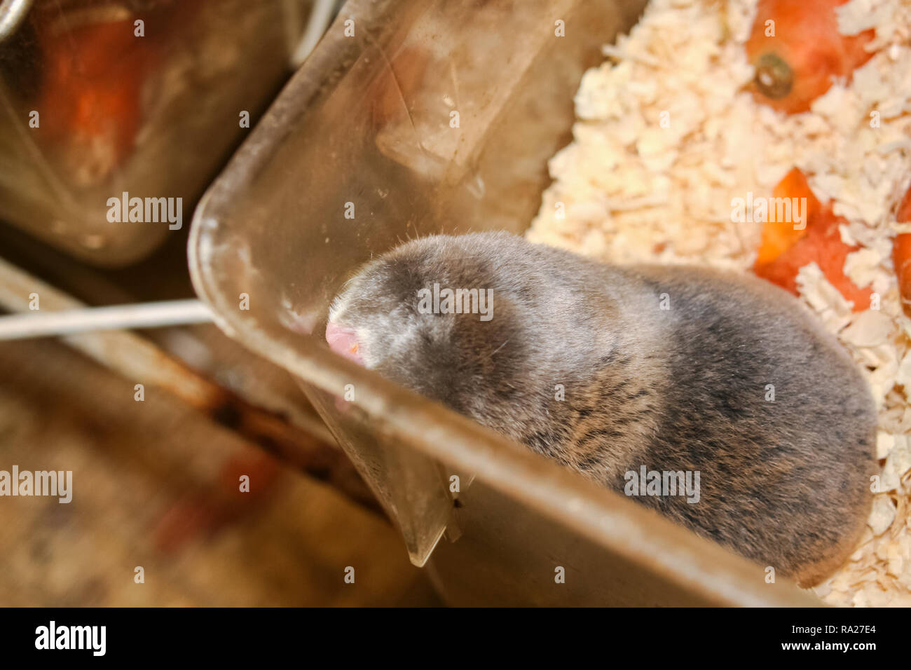 Blind rat mole hi-res stock photography and images - Alamy
