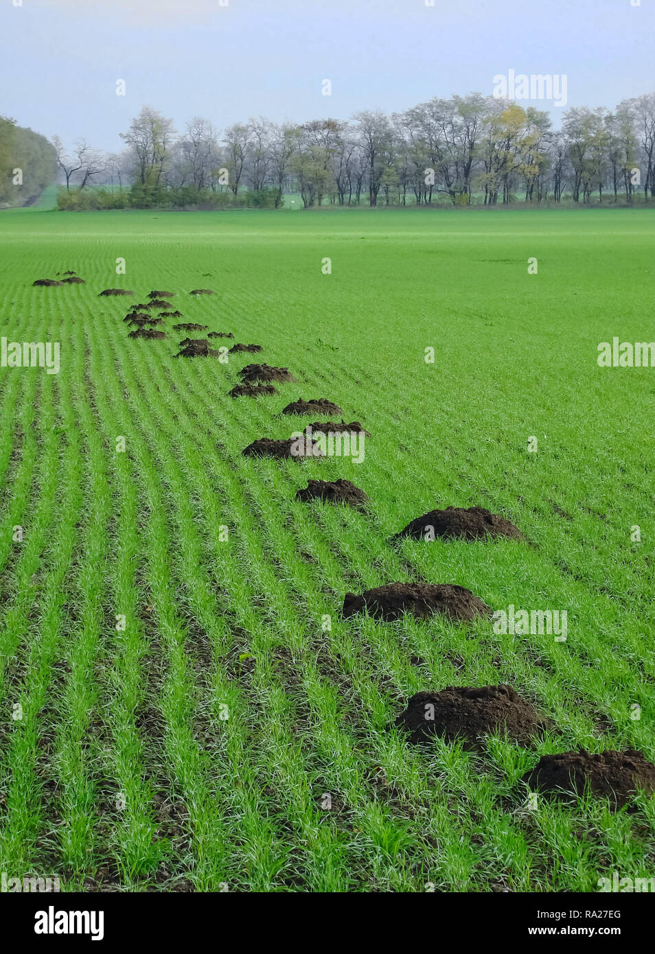 Common mole rat, underground rodent, agricultural underground pest ...