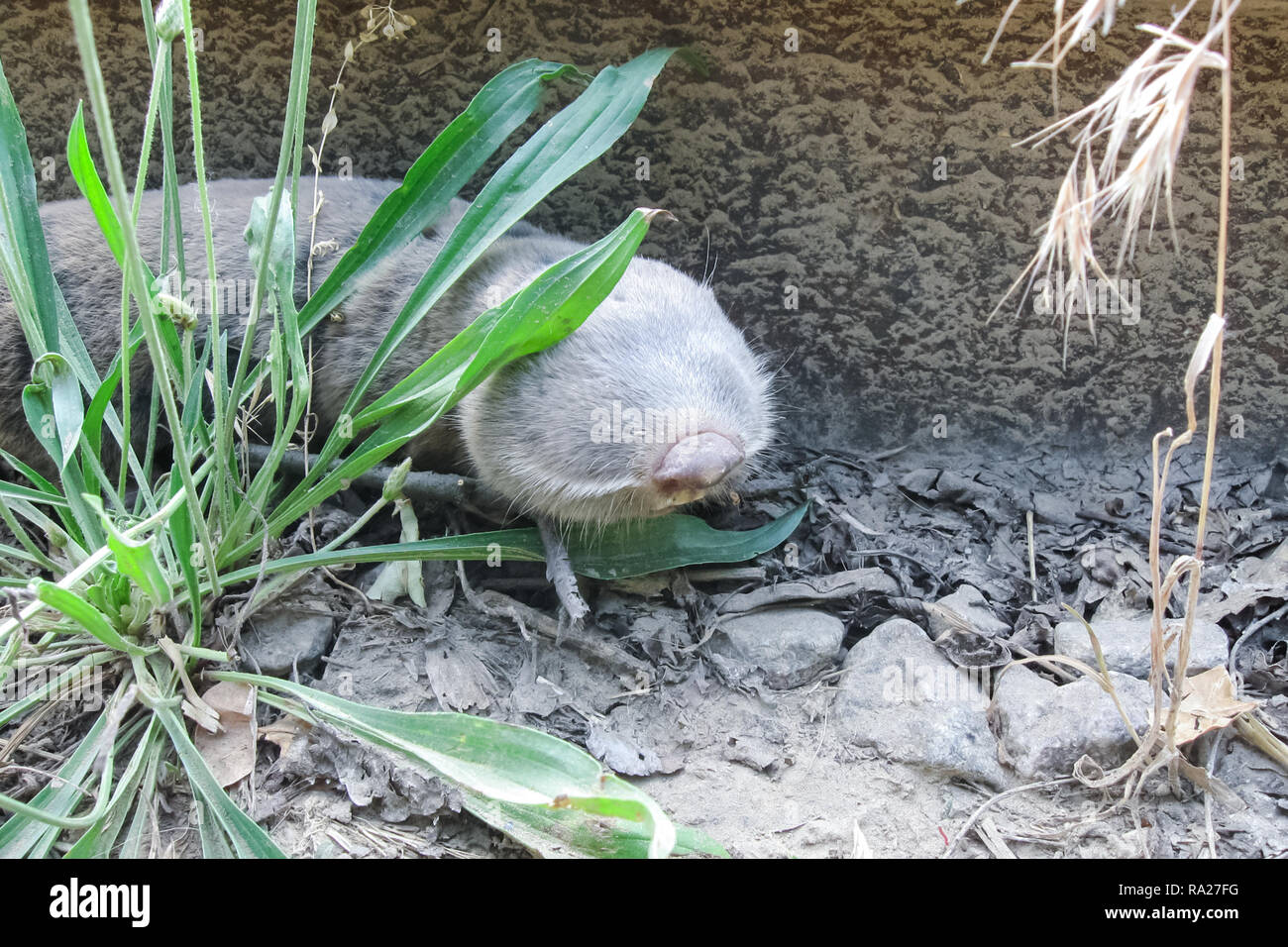 Common mole rat, underground rodent, agricultural underground pest ...