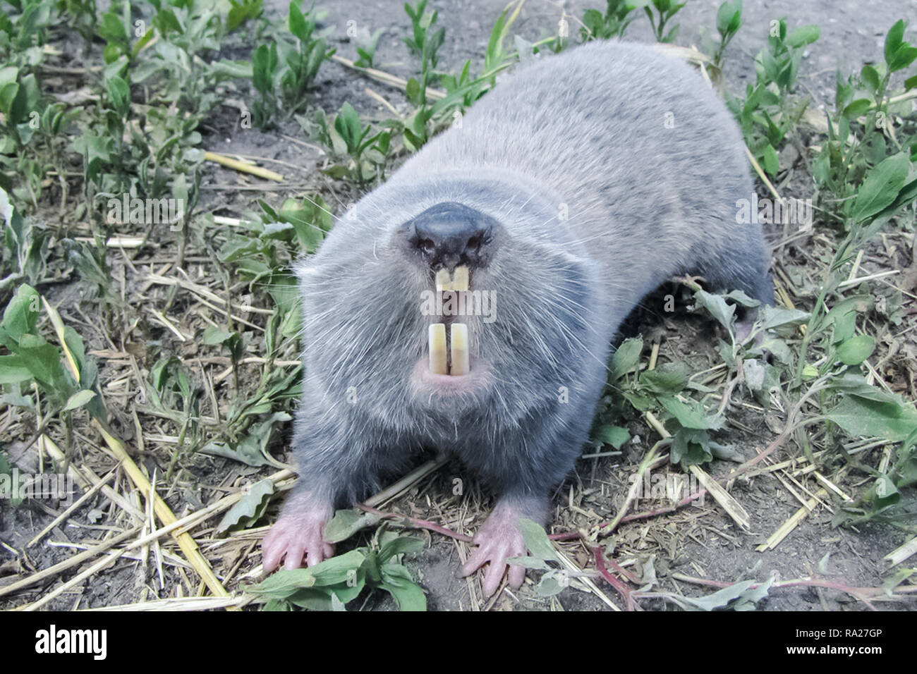 Common mole rat, underground rodent, agricultural underground pest ...