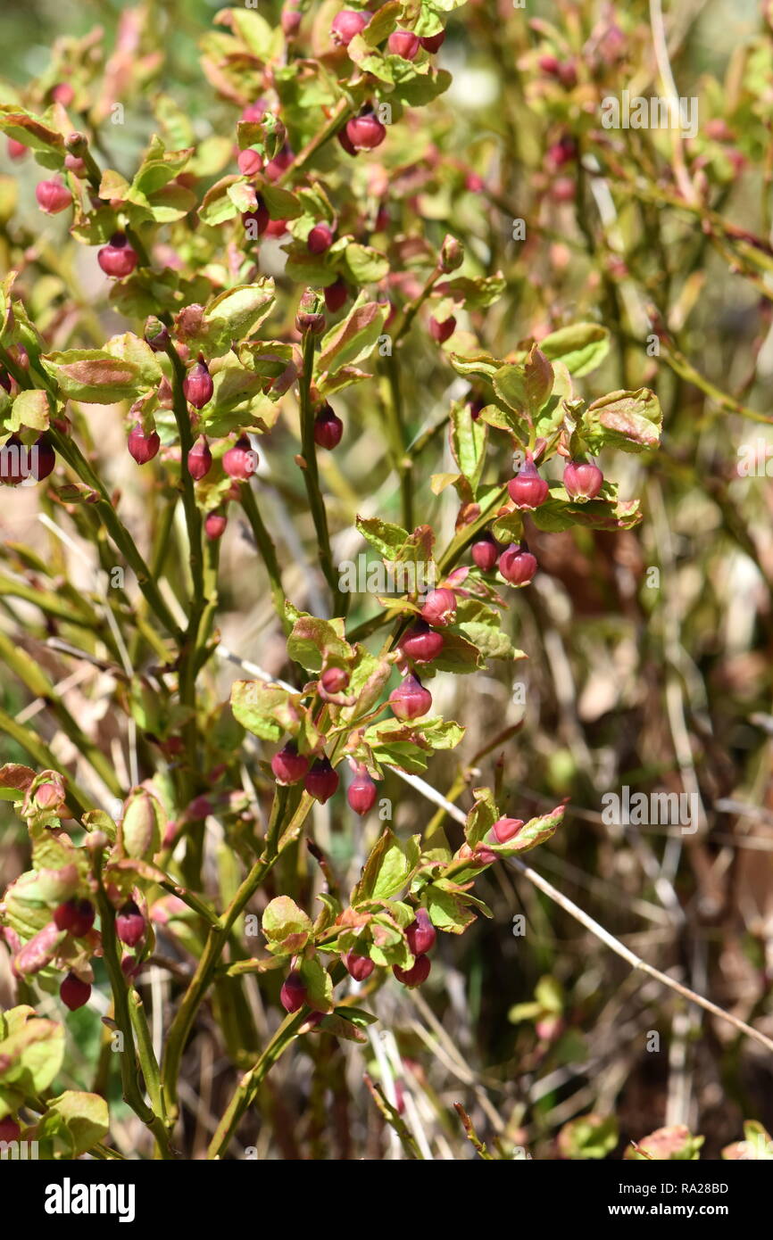 European blueberry bush Vaccinium myrtillus with red flowers Stock ...