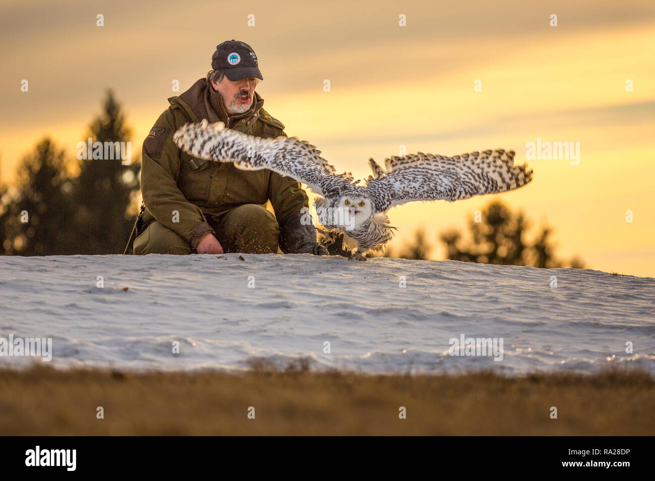 A Snowy Owl with it's handler Stock Photo - Alamy