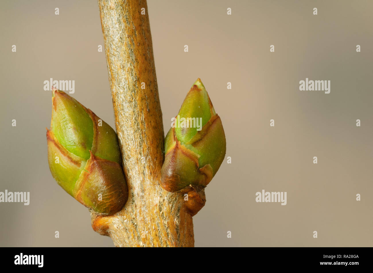 Lateral bud hi-res stock photography and images - Alamy