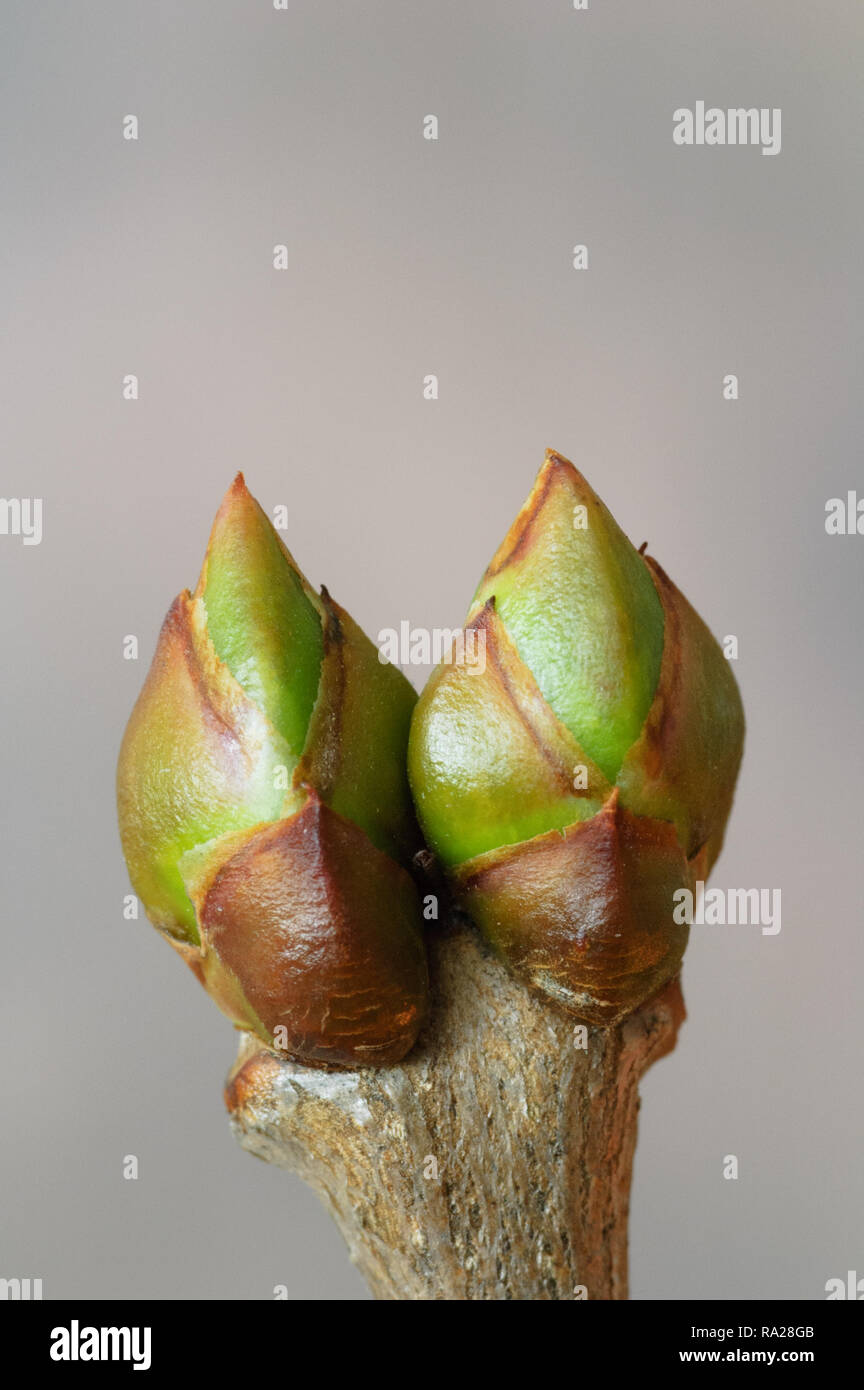 Syringa vulgaris buds hi-res stock photography and images - Alamy