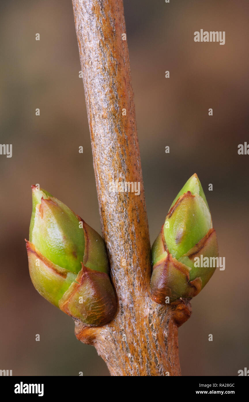 Lateral branch bud hi-res stock photography and images - Alamy