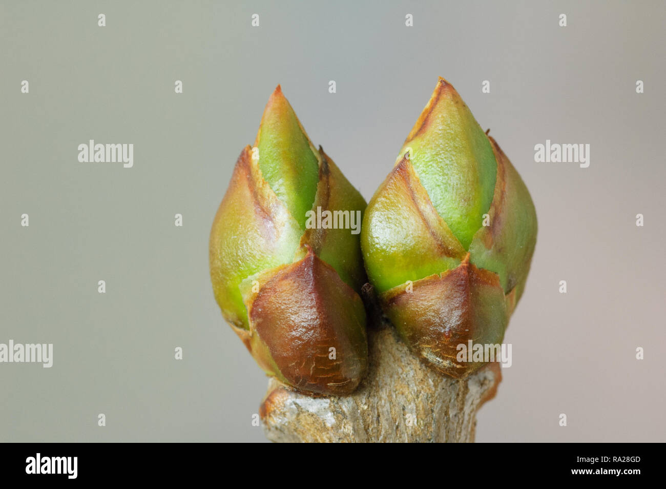 Terminal bud hi-res stock photography and images - Alamy