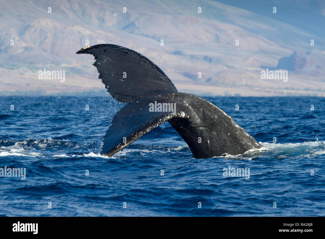 Whale tail hi-res stock photography and images - Alamy