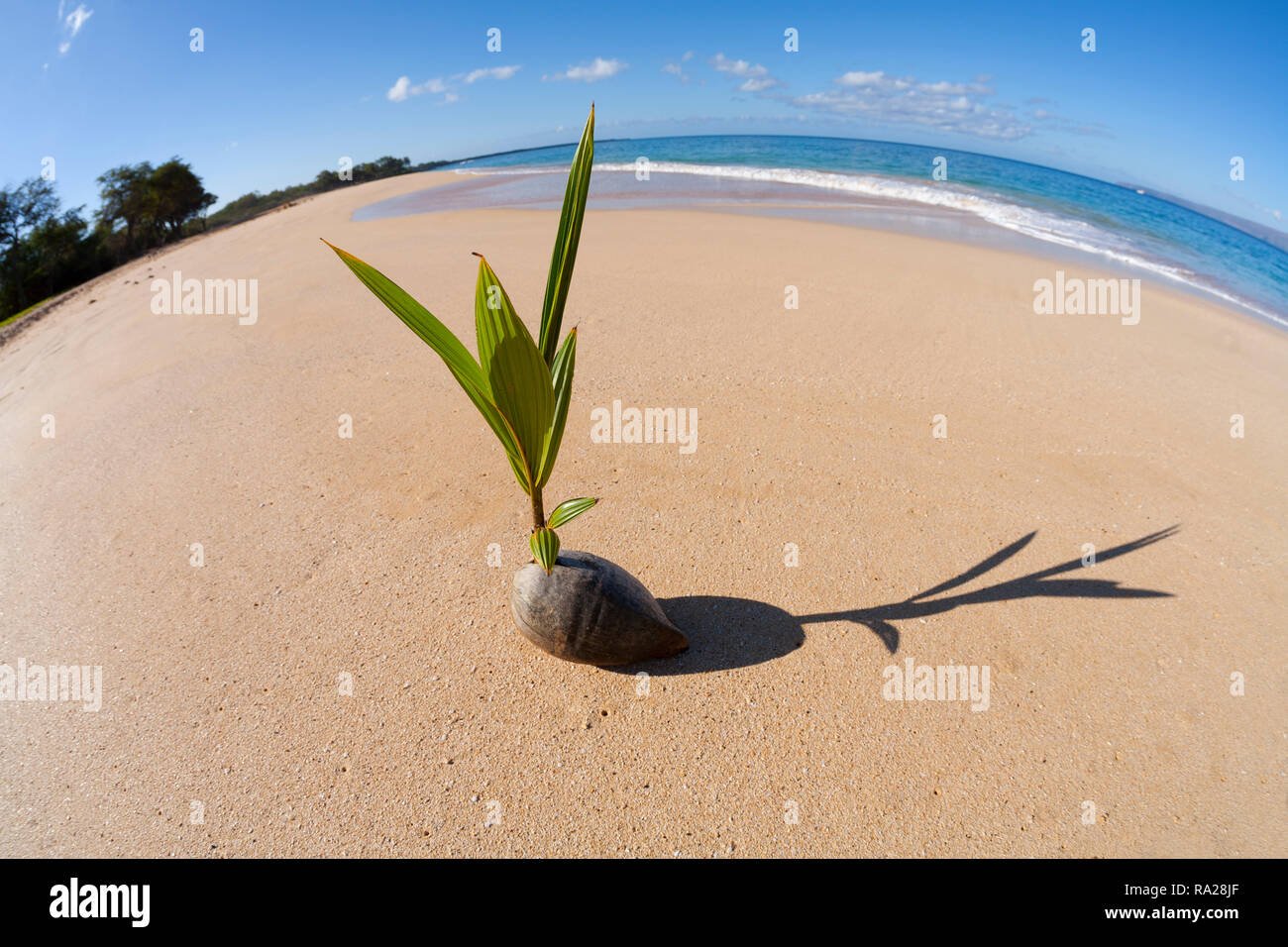 Sprouting coconut palm hi-res stock photography and images - Alamy
