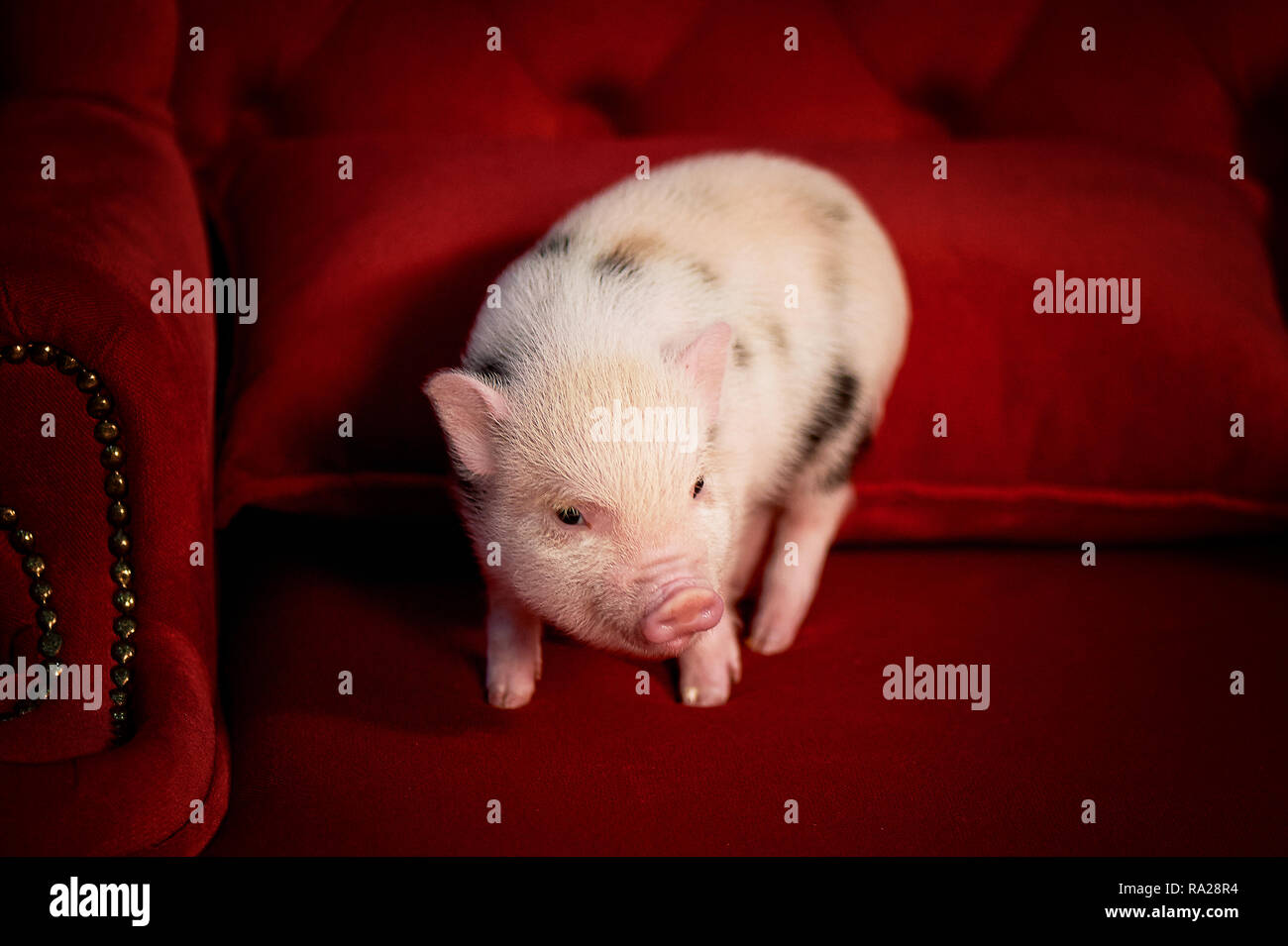 Little dwarf pig, minipig.Symbol of the new 2019. A pet. Light color ...