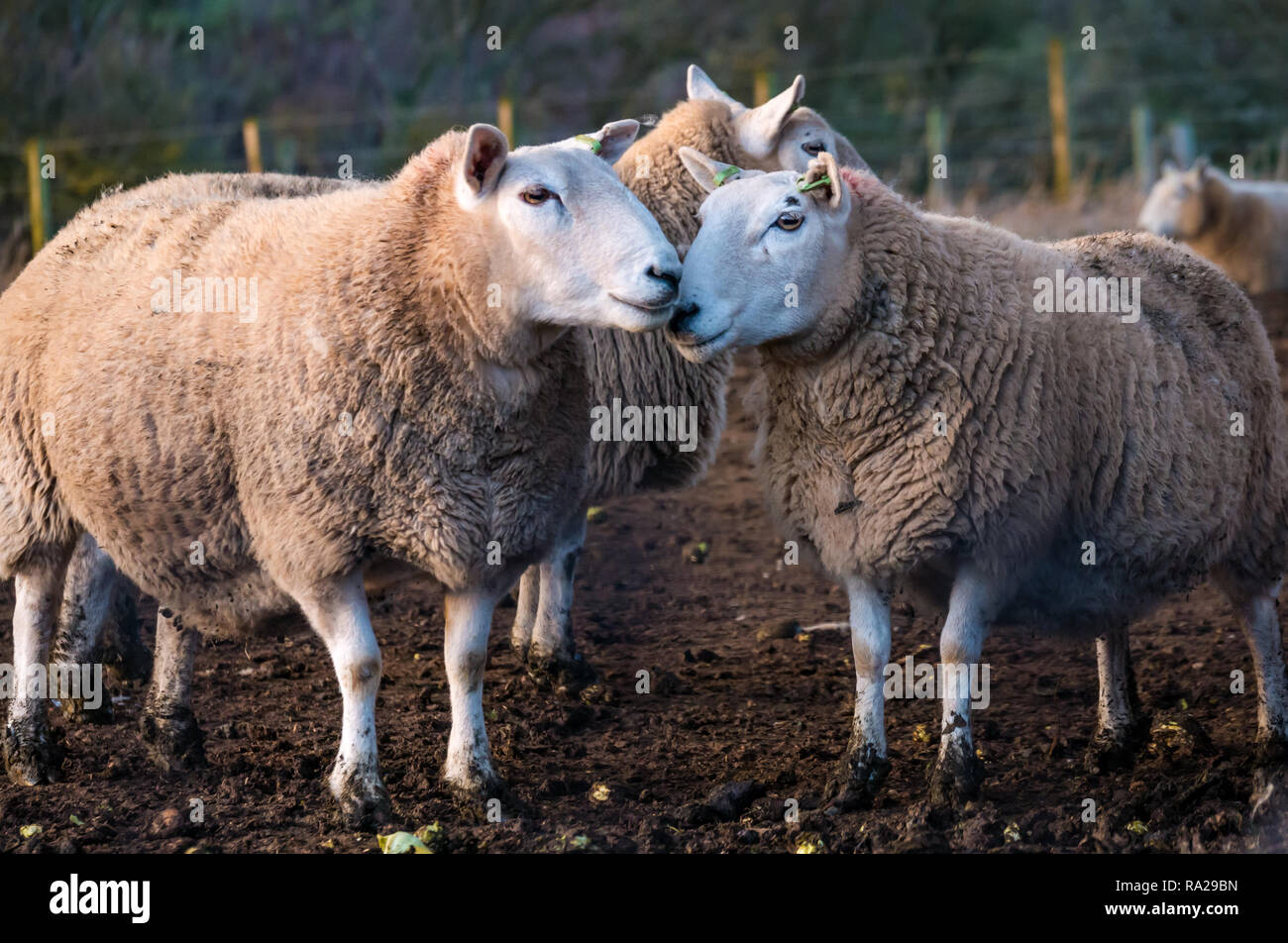 Close up of pair of sheep nuzzling each other, East Lothian, Scotland ...