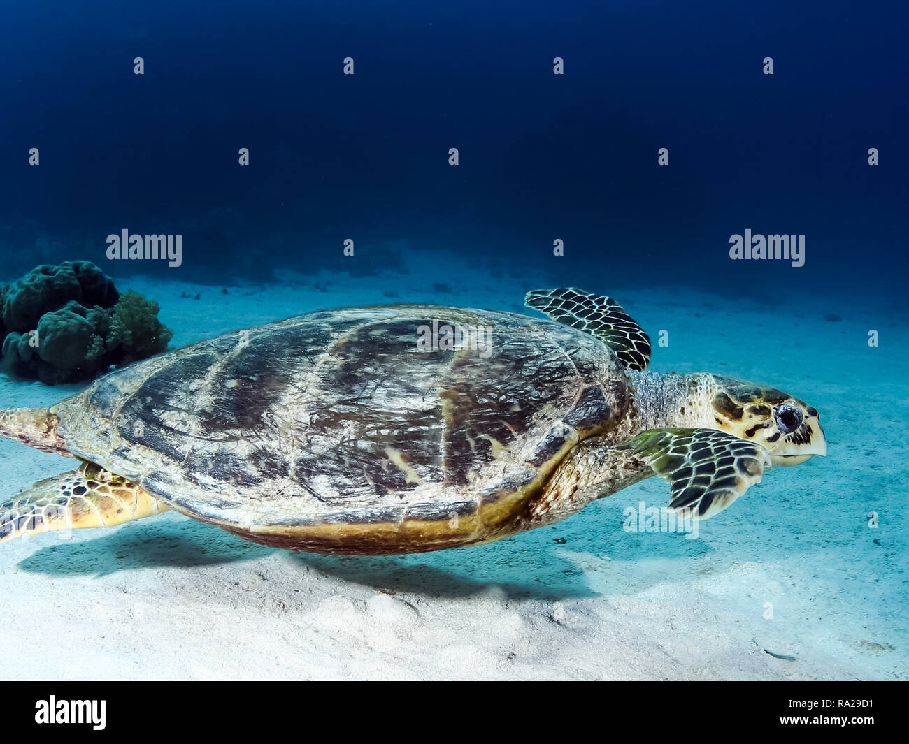 Sea turtle in the sea under water swims. Marine reptile. Underwater ...