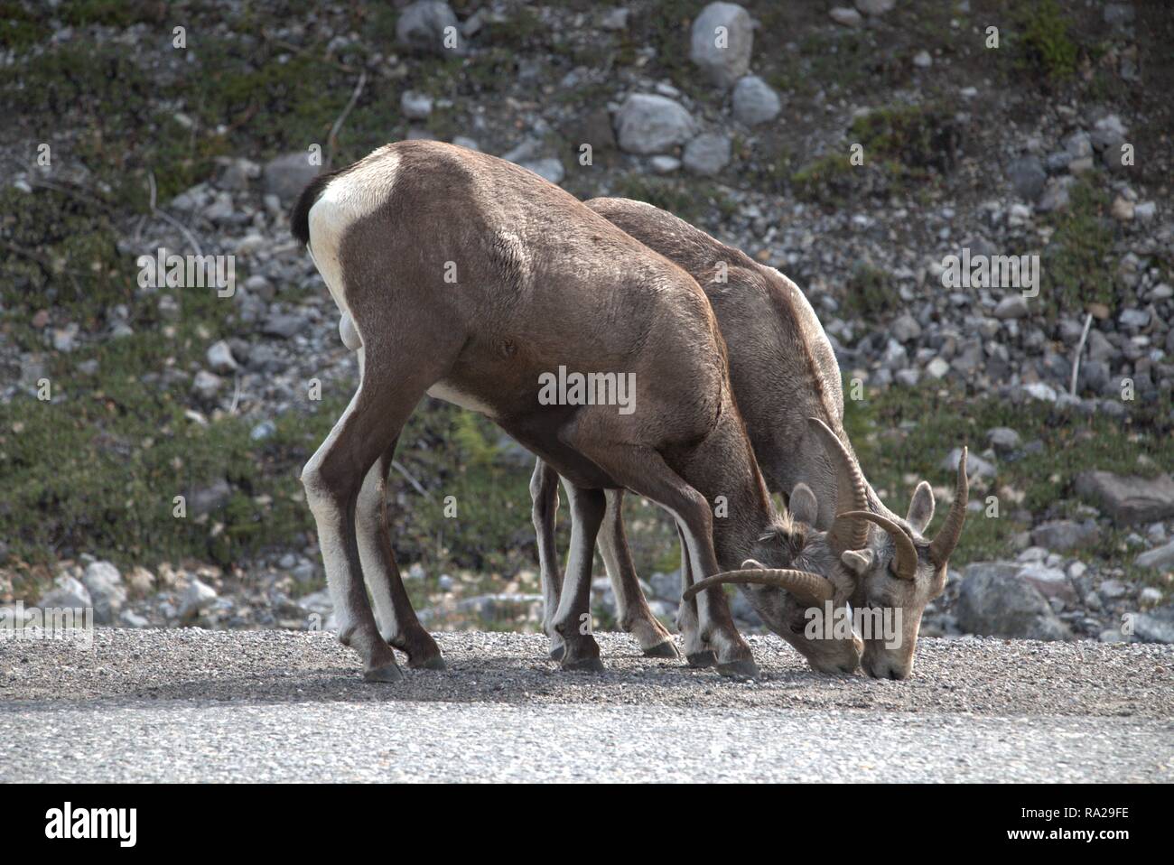 Mountain goat banff national park hi-res stock photography and images ...