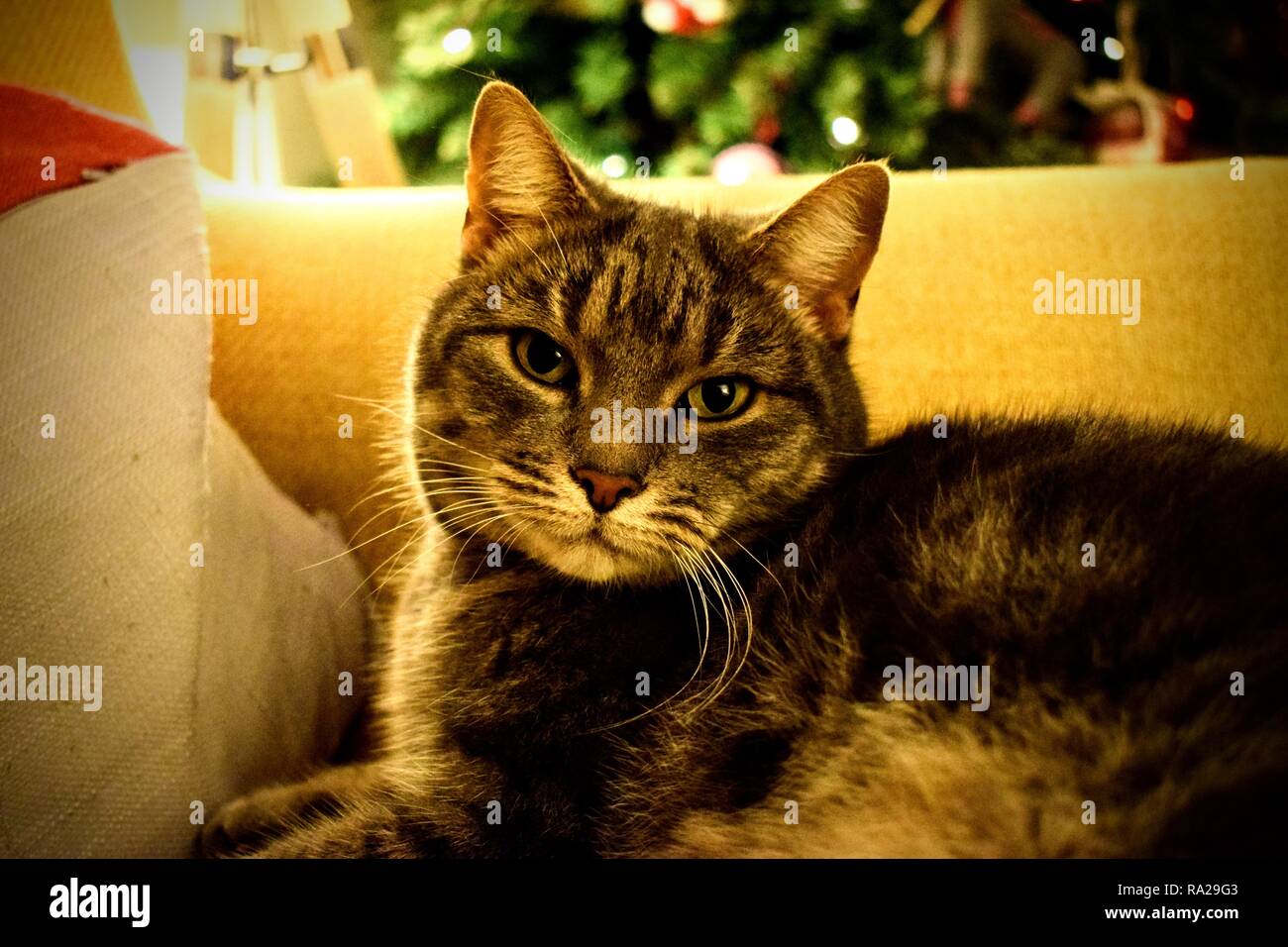 Tabitha, the tabby cat Stock Photo - Alamy