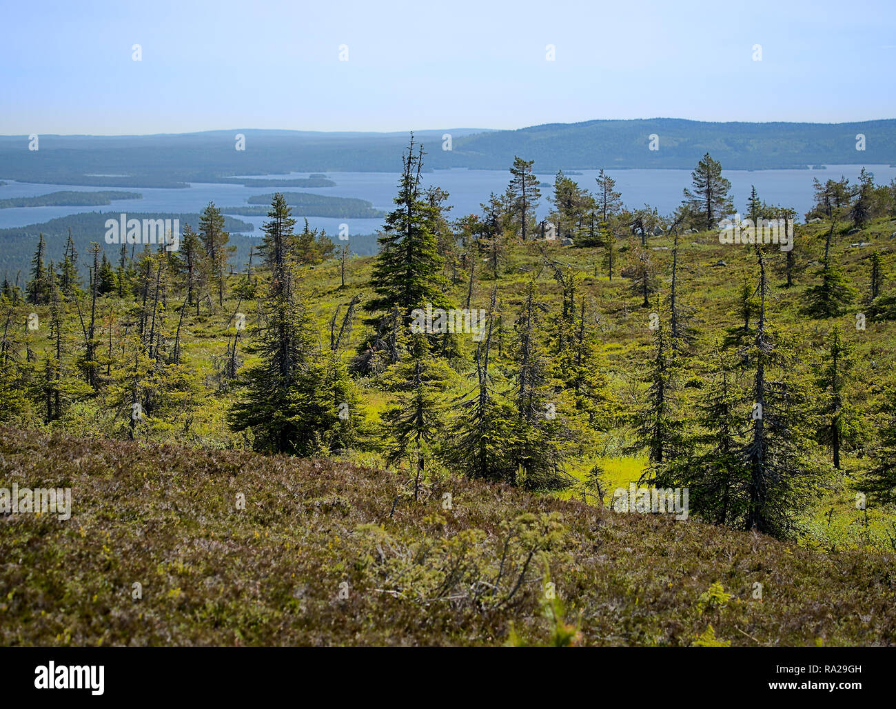 Summer landscape with spruce trees in the wilderness of Riisitunturi ...