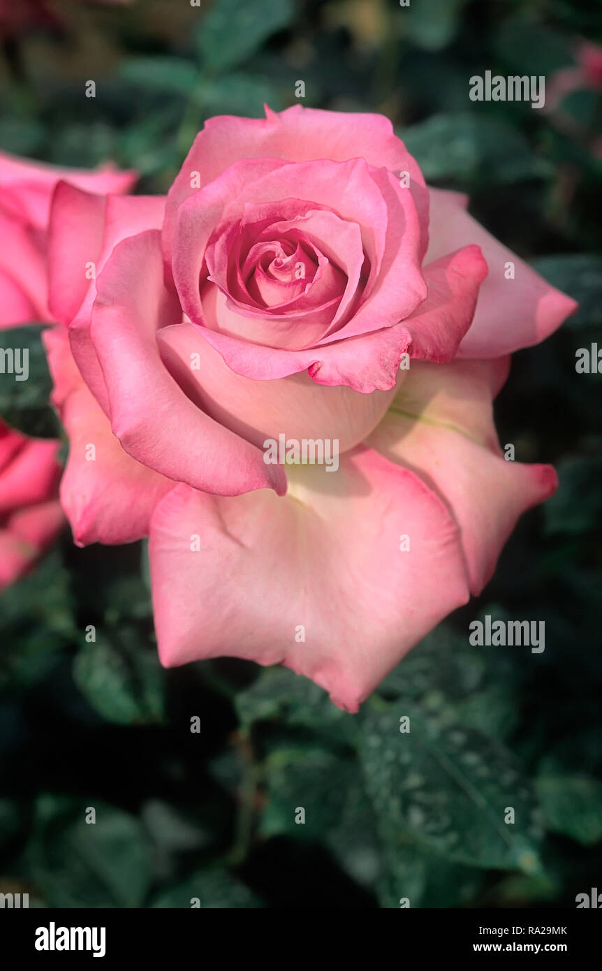 Rosa cv. Silver Lining; Rosaceae; shurb; Hybrid Tea; flower double pink ...