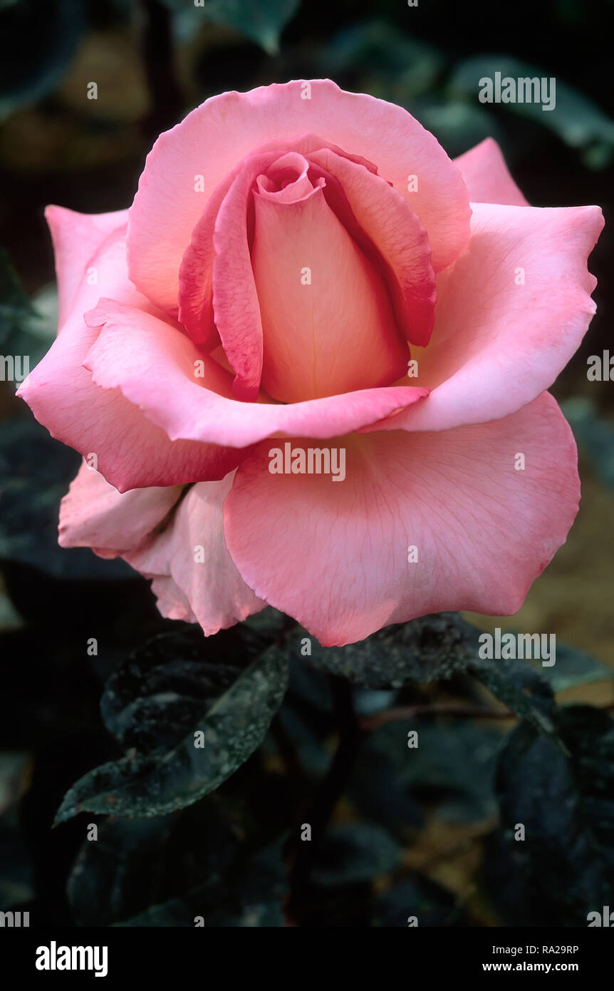 Rosa cv paddy stephens hi-res stock photography and images - Alamy