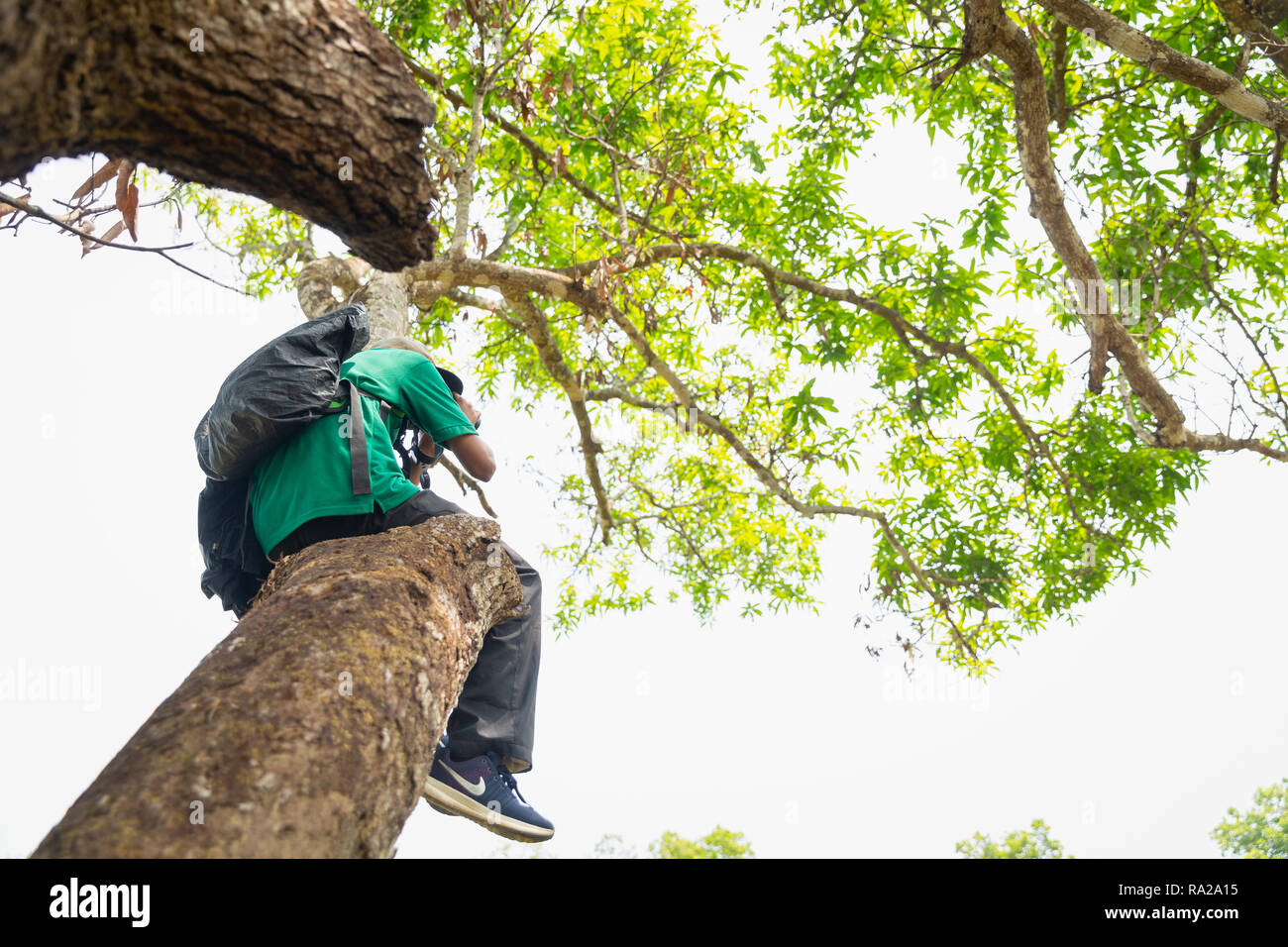 Man climbing tree hi-res stock photography and images - Alamy