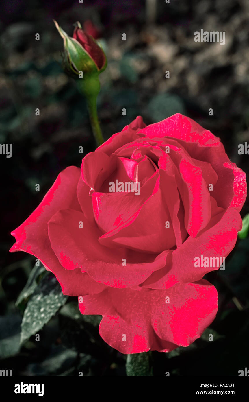 Rosa cv. Sabine; Rosaceae; shurb, Hybrid Tea; flower double deep pink ...