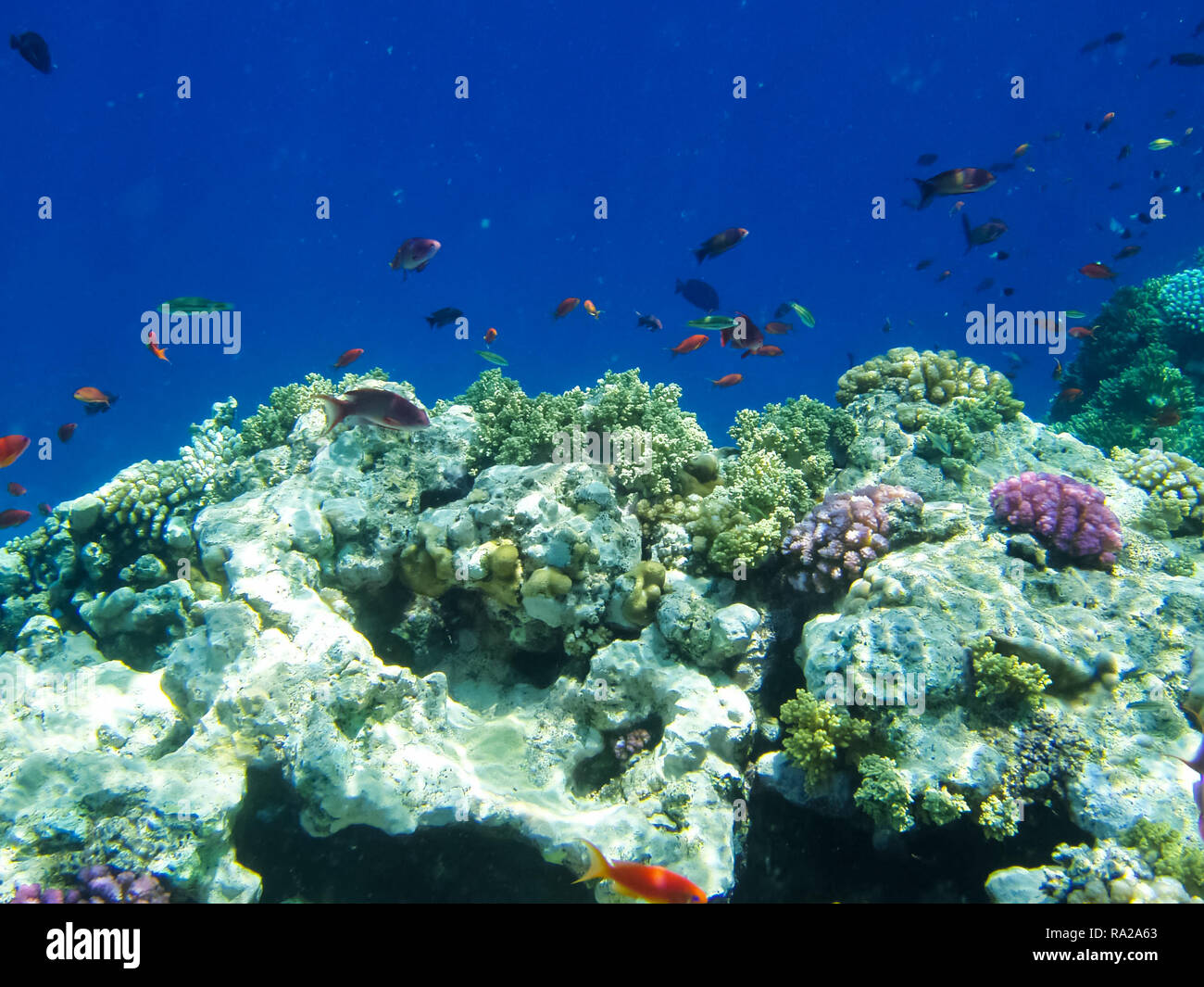 Underwater shooting. Coral reef and its inhabitants Stock Photo - Alamy