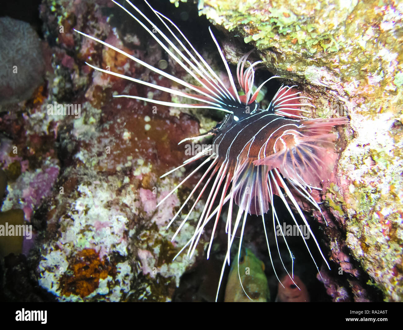 Underwater shooting. Coral reef and its inhabitants Stock Photo - Alamy