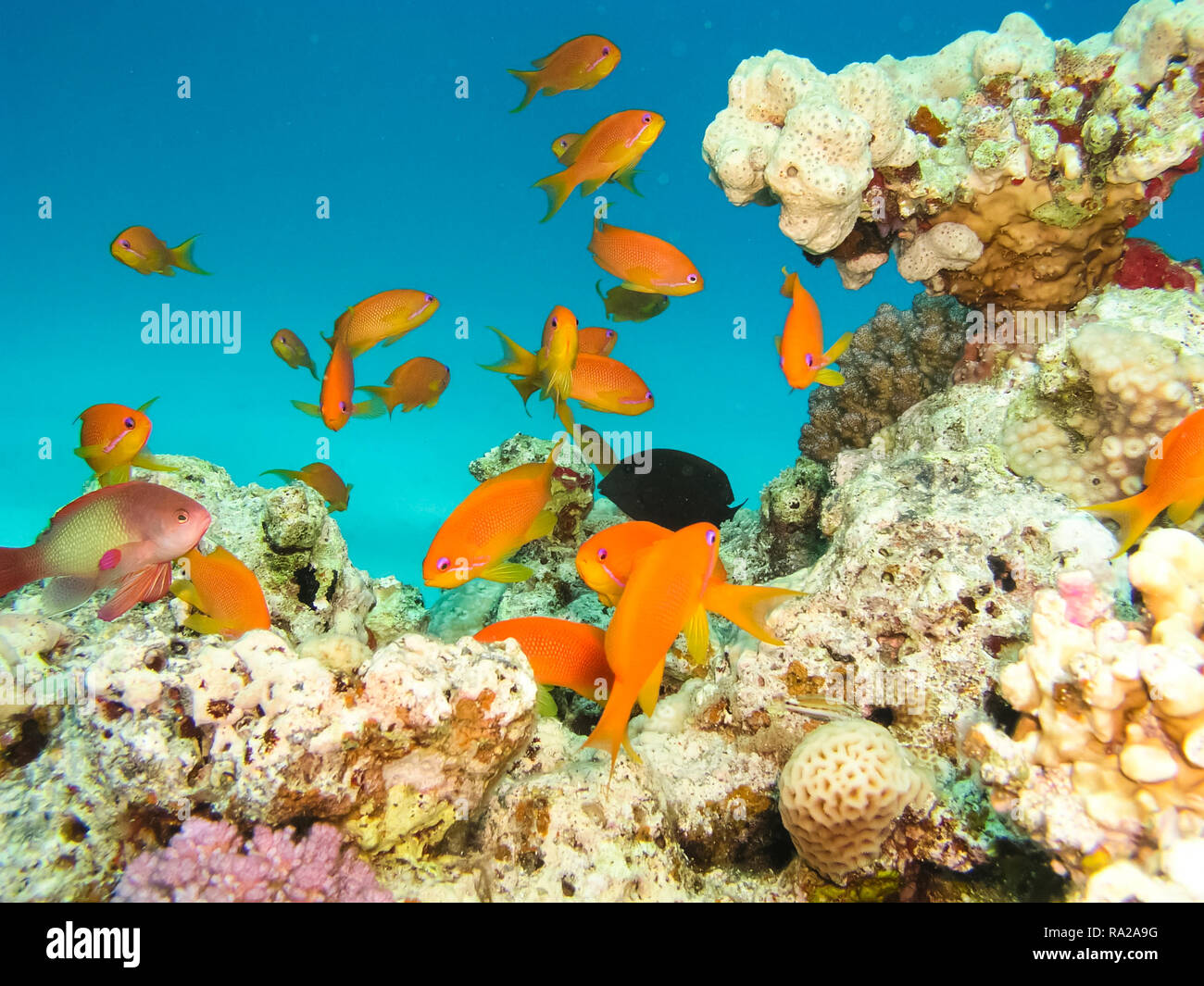 Underwater shooting. Coral reef and its inhabitants Stock Photo - Alamy