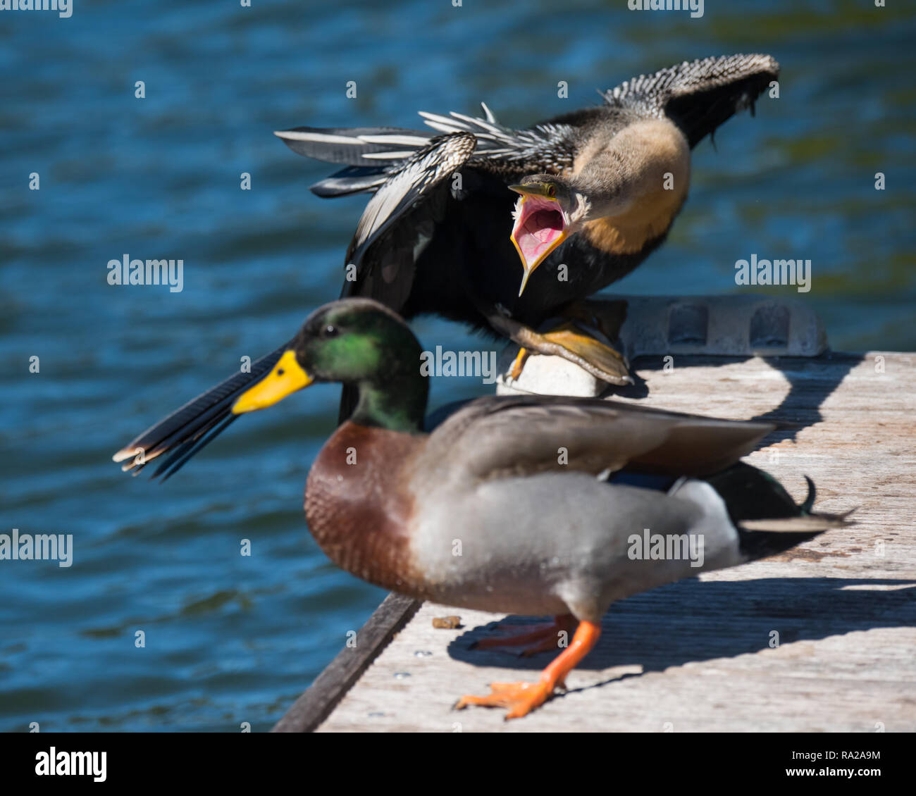 Duck photobomb hi-res stock photography and images - Alamy