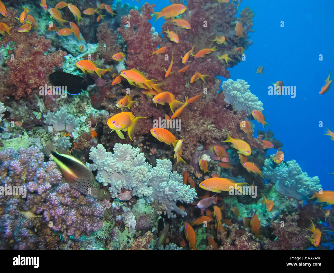 Underwater shooting. Coral reef and its inhabitants Stock Photo - Alamy
