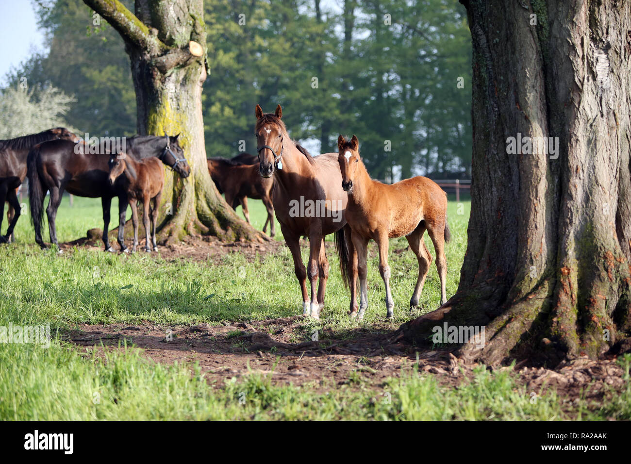 Tres magnifique hi-res stock photography and images - Alamy