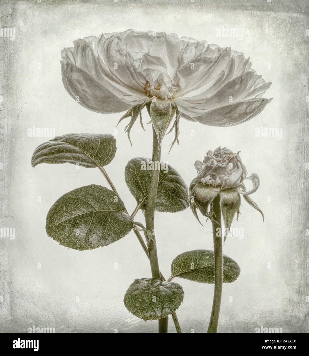 David austin rose hi-res stock photography and images - Alamy