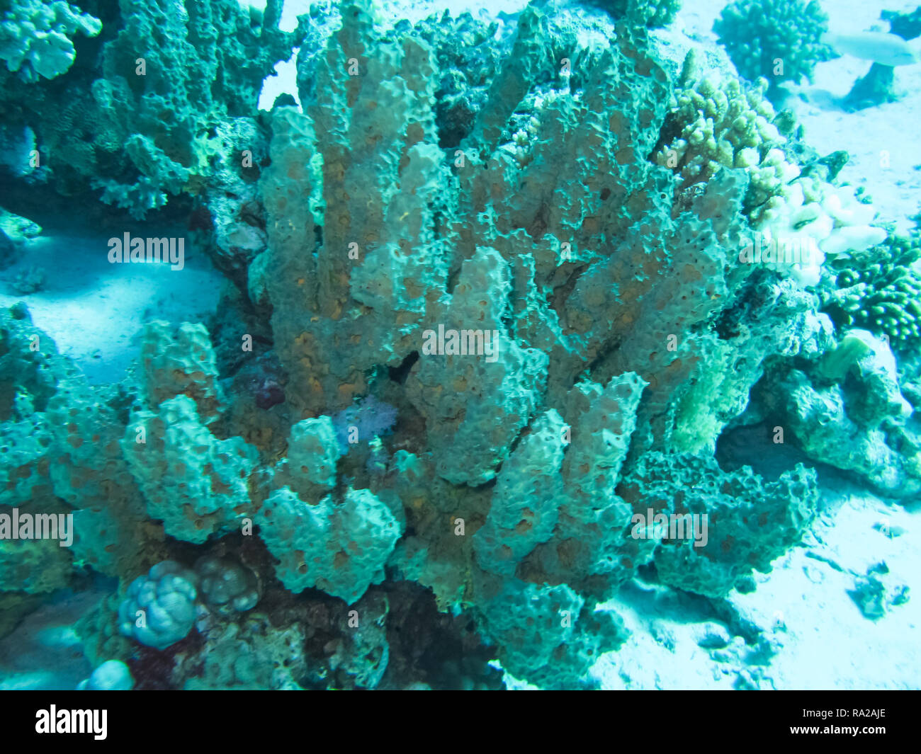 Underwater shooting. Coral reef and its inhabitants Stock Photo - Alamy