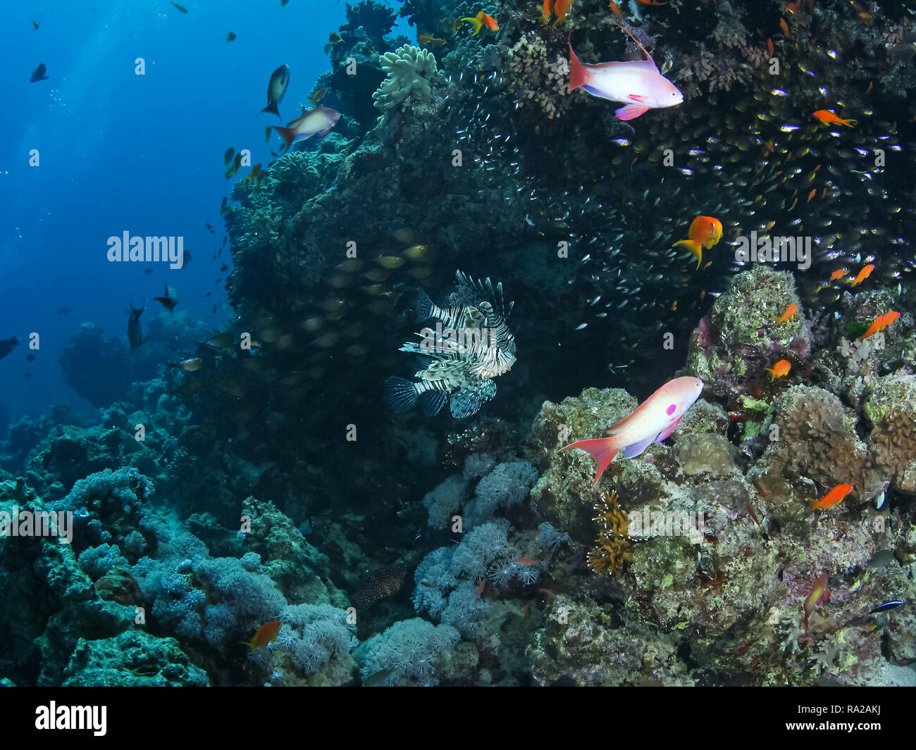 Underwater shooting coral reef fish hi-res stock photography and images ...
