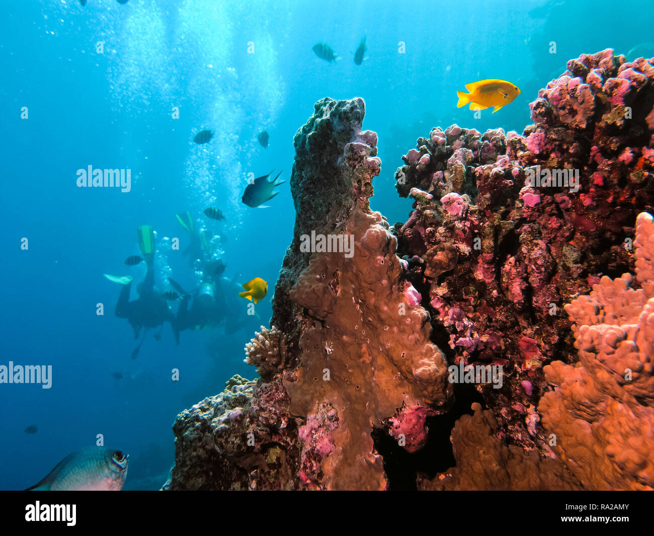 Underwater shooting. Coral reef and its inhabitants Stock Photo - Alamy
