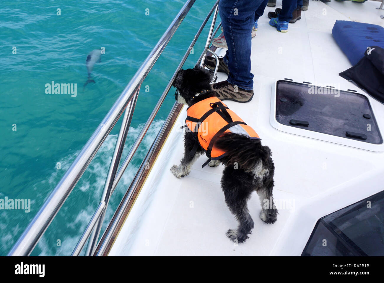 Buster, the Dolphin-Spotting Dog on the Job during a Harbour Cruise in ...